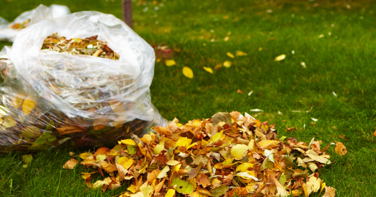 Rogue Disposal and Recycling Leaf Collection Program Returns City of ...